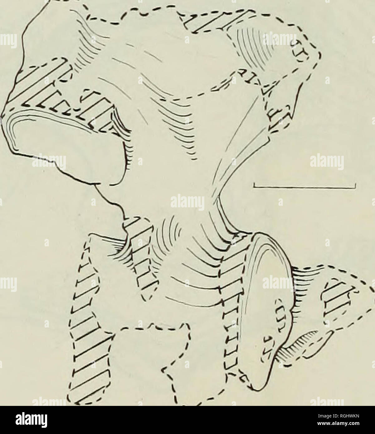 prodeinotherium size