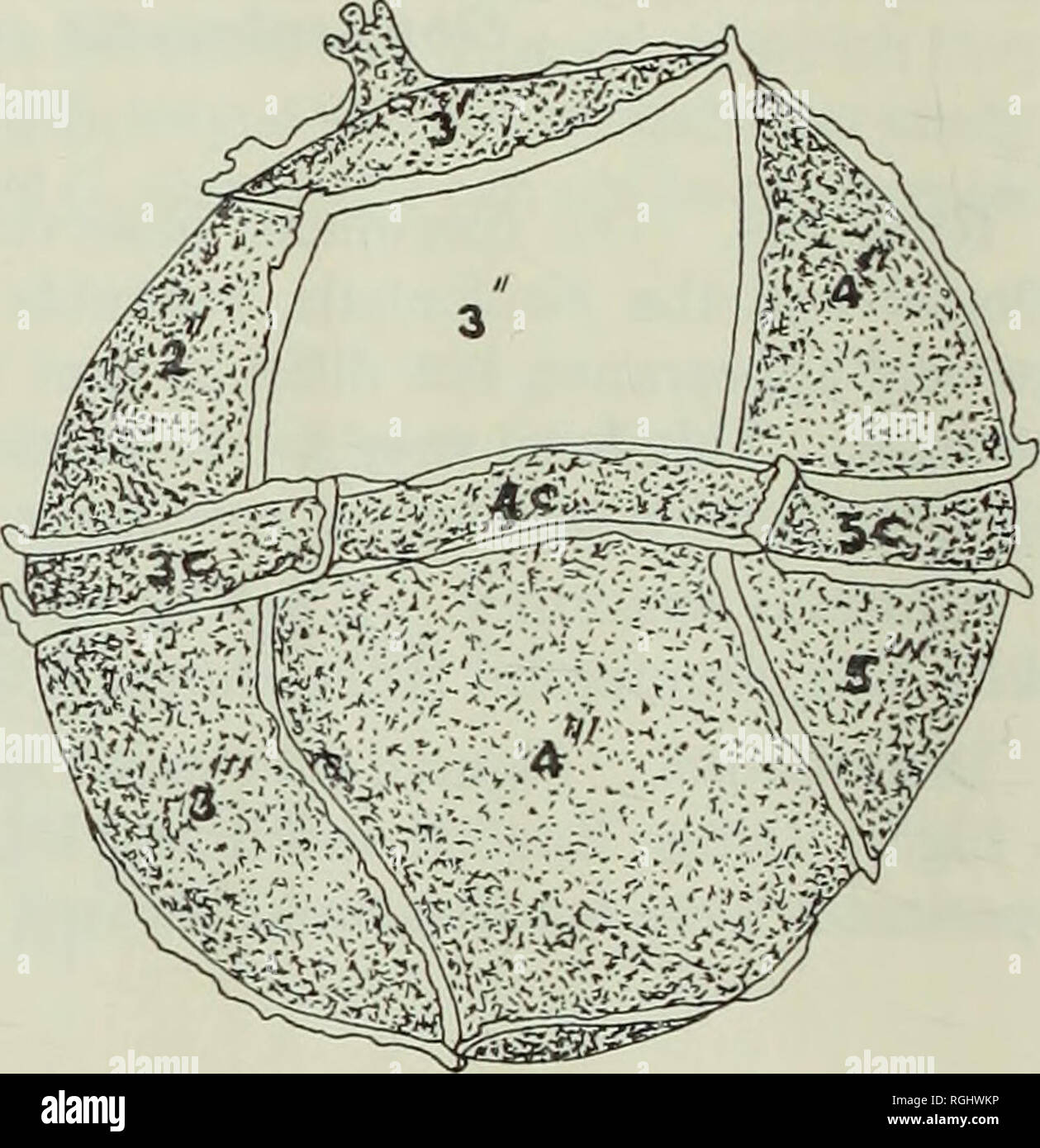. Bulletin of the British Museum (Natural History), Geology. . Fig. 9 ...