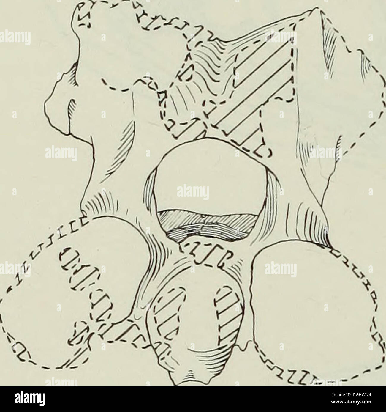 . Bulletin of the British Museum (Natural History), Geology. 322 ...