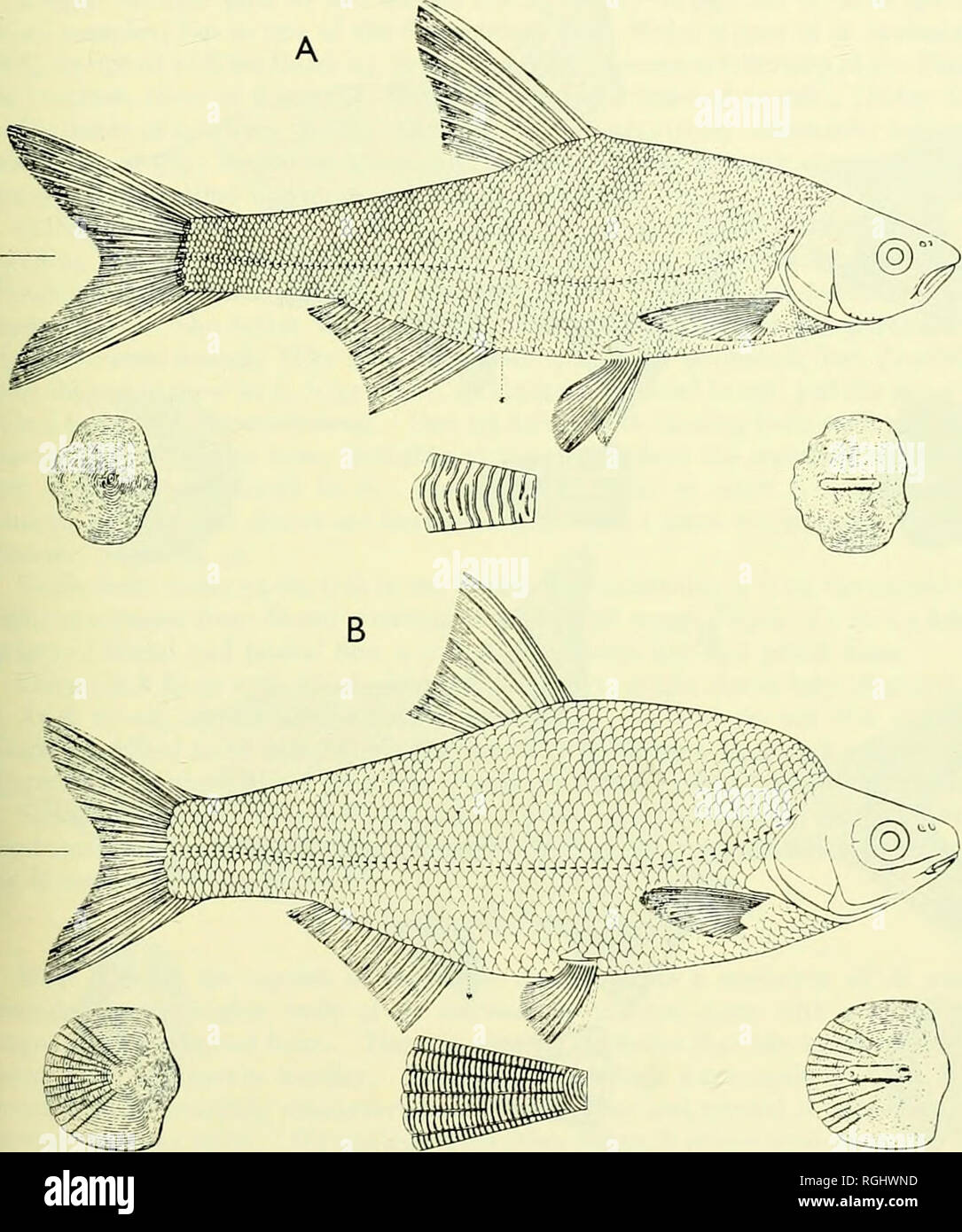 . Bulletin of the British Museum (Natural History). ACANTHOBRAMA AND ...