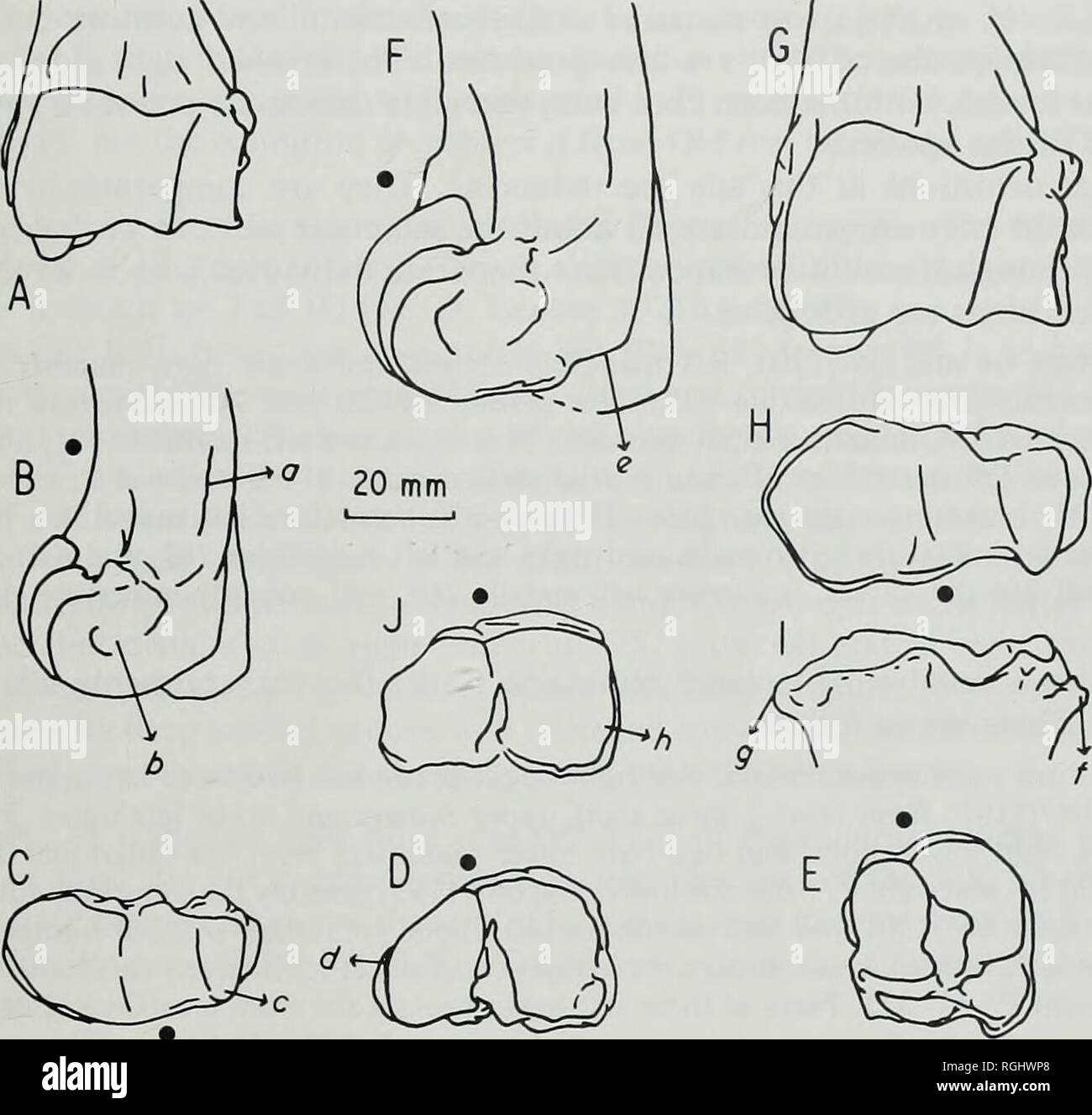 Tragelaphine hi-res stock photography and images - Alamy
