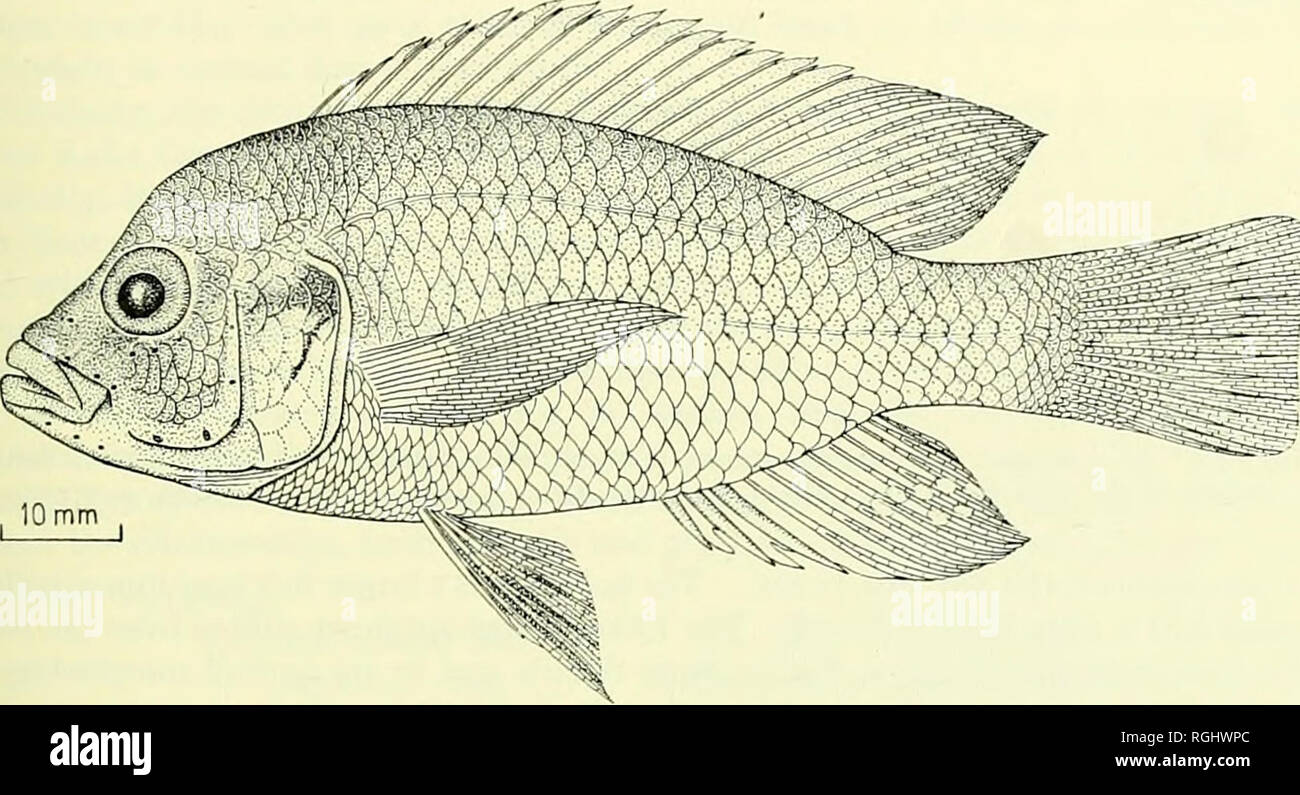 . Bulletin of the British Museum (Natural History). LAKE GEORGE ...