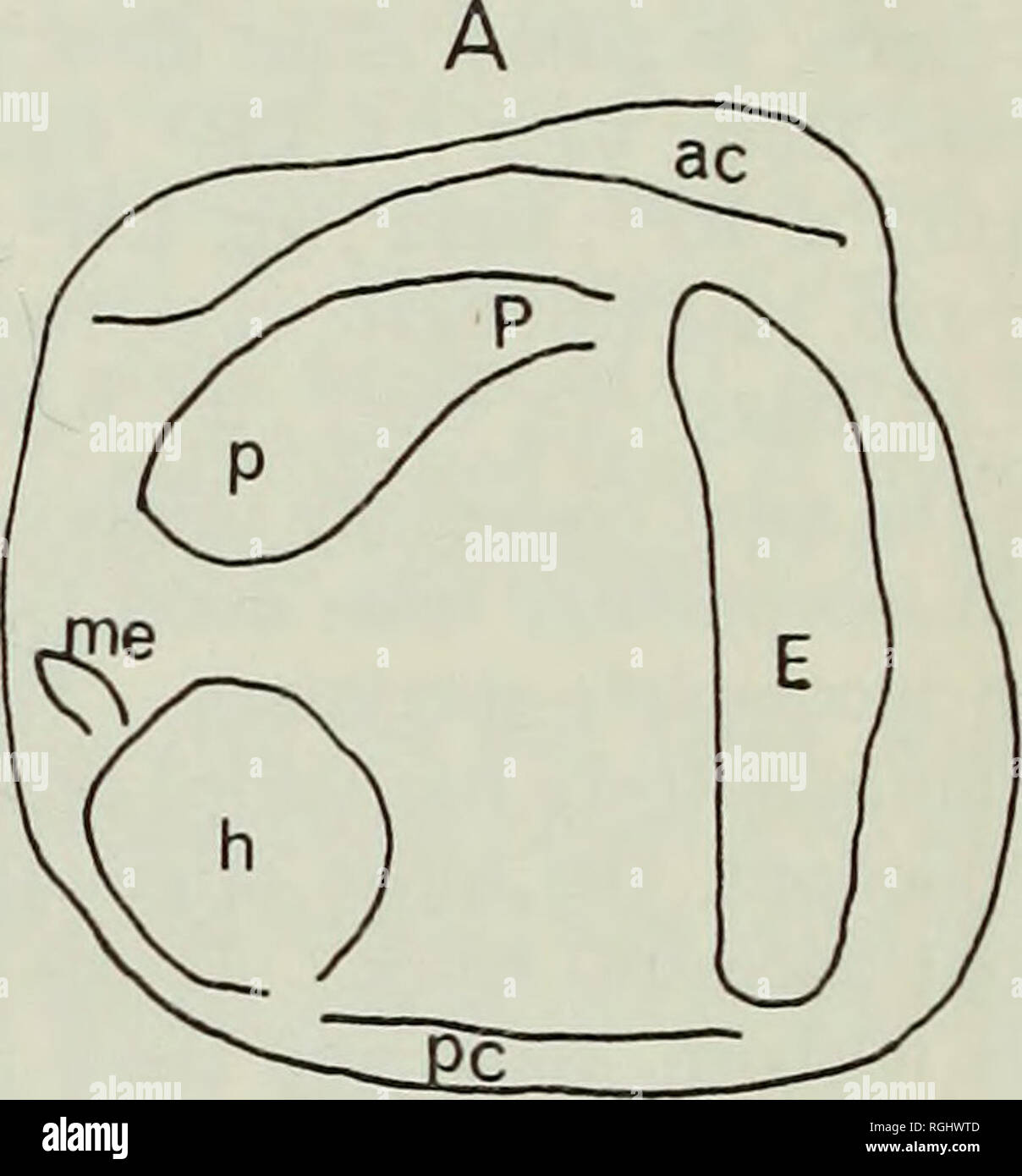. Bulletin of the British Museum (Natural History), Geology. 314 ...