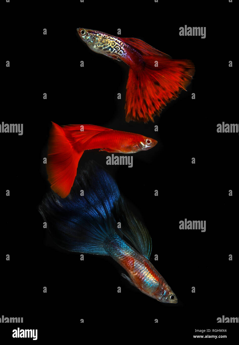 Guppies fish hi-res stock photography and images - Alamy