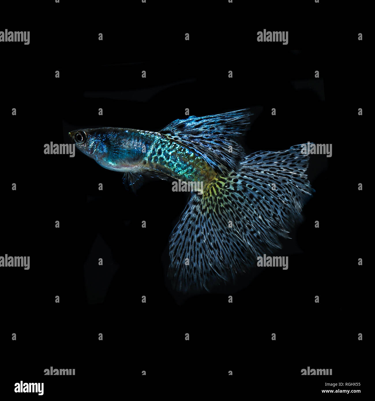 Guppy fish hi-res stock photography and images - Alamy