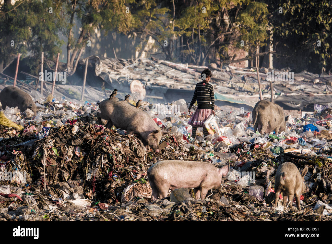 Young girl recycling trash among scavenging pigs at dumping ground in ...