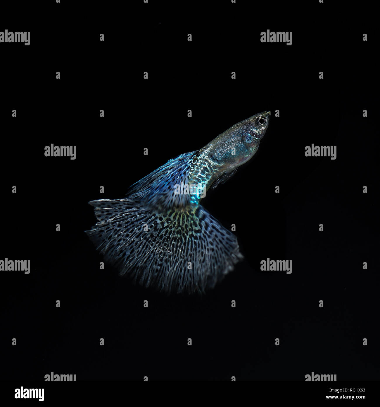 Guppy fish hi-res stock photography and images - Alamy