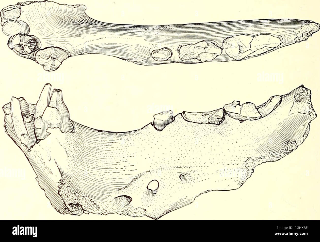 Smilodon sp hi-res stock photography and images - Alamy