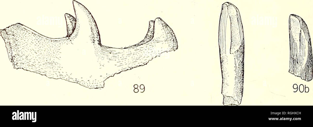 Camelops hi-res stock photography and images - Alamy