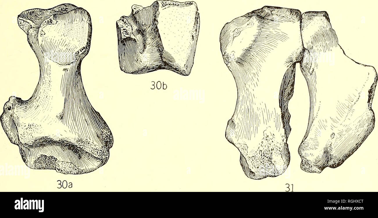 . Bulletin of the Department of Geology. Geology. 1918] Stock: The ...