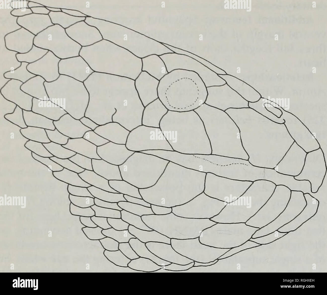 Hydrophis fasciatus hi-res stock photography and images - Alamy
