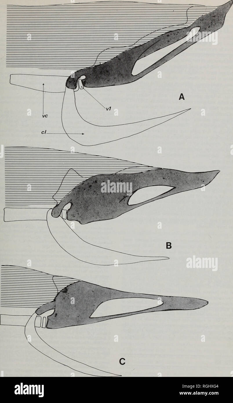 Vertebral crests hi-res stock photography and images - Alamy