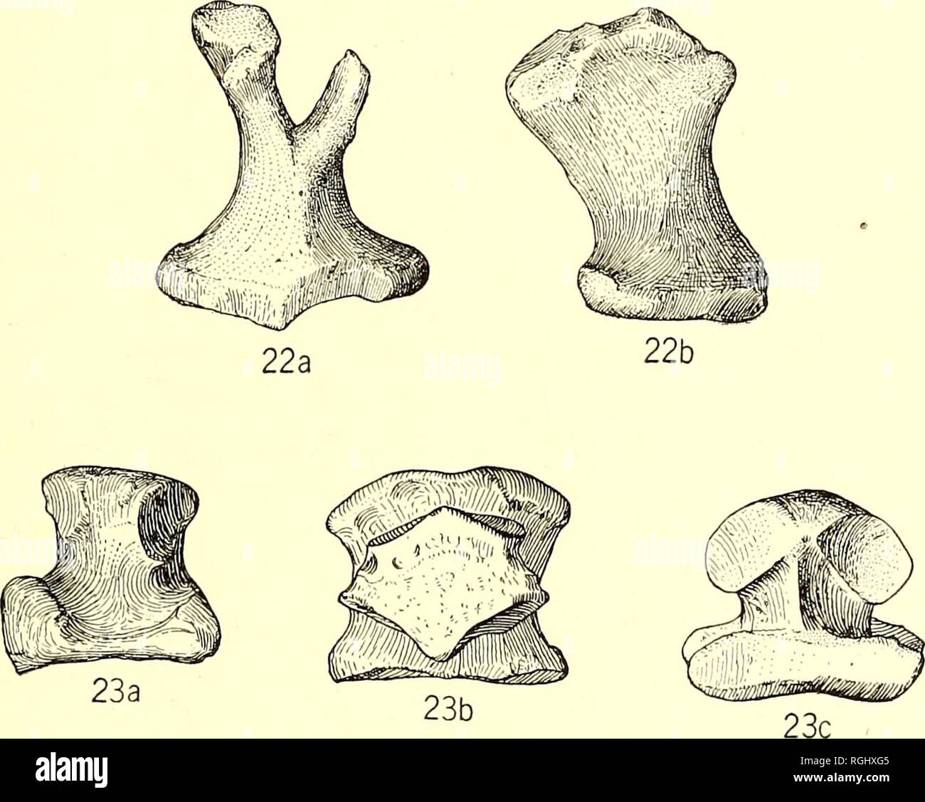 . Bulletin of the Department of Geology. Geology. 1918] Stock: The ...