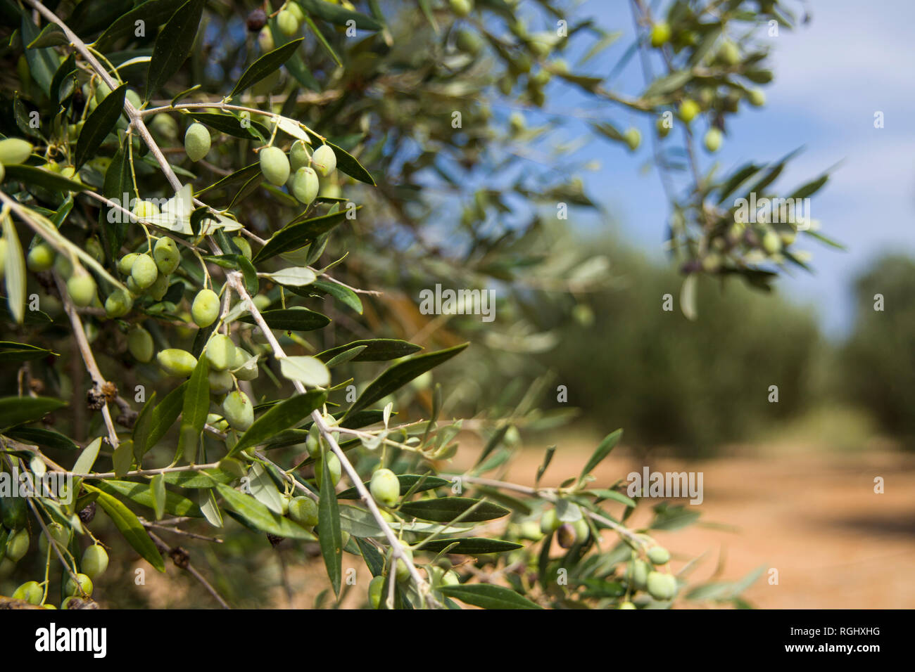 Olive tree in an olive orchard. Growing olive trees in agriculture ...