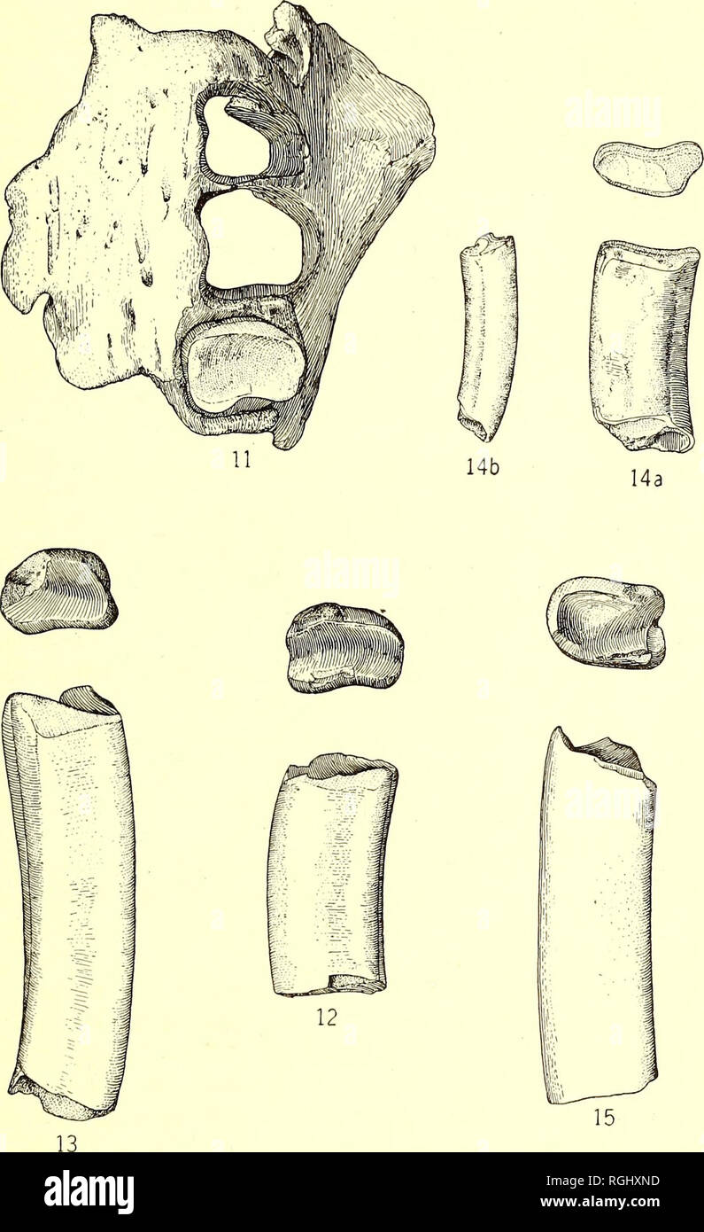 . Bulletin of the Department of Geology. Geology. 1918] Stock: The ...