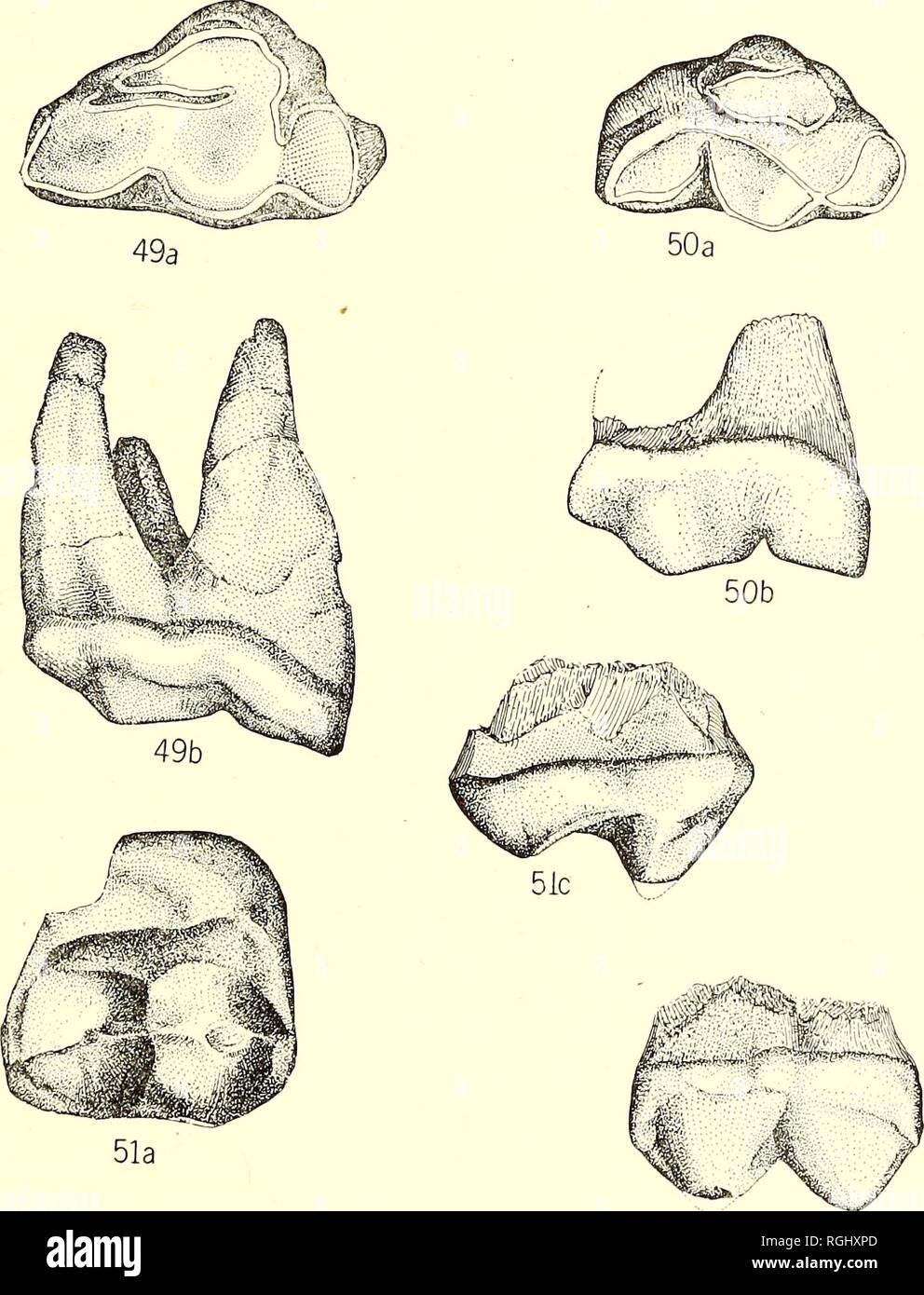. Bulletin of the Department of Geology. Geology. 1921] Frich: Faunas ...