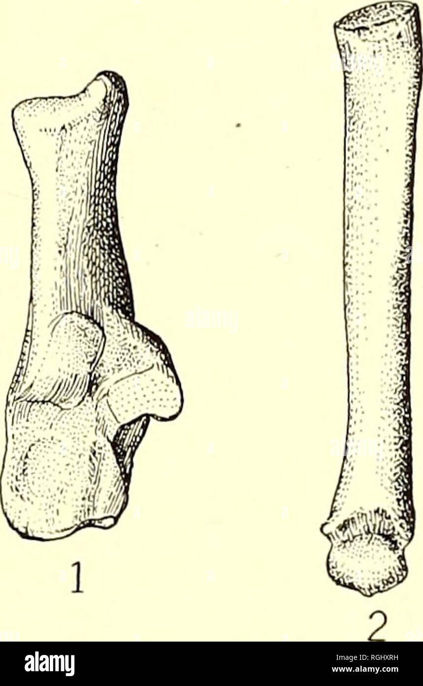 . Bulletin of the Department of Geology. Geology. 1918] Stock: The ...