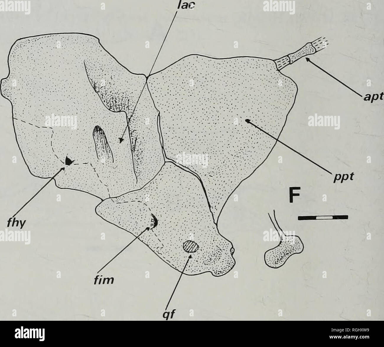 . Bulletin of the British Museum (Natural History) Zoology. . Fig. 17 ...