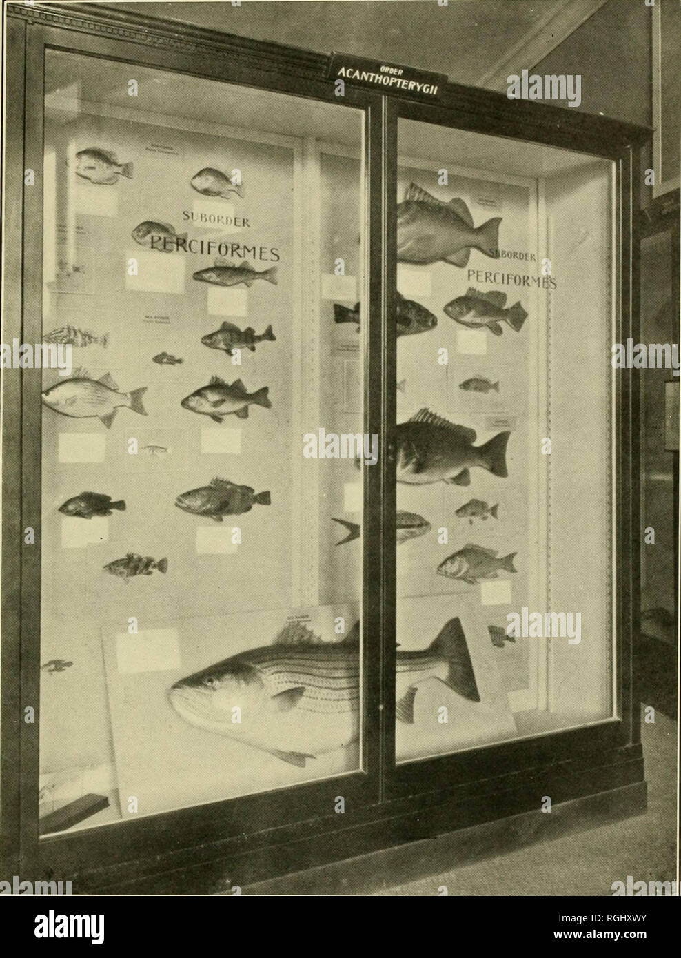 . Bulletin of the Bureau of Fisheries. Fisheries; Fish culture. Bui,. U ...