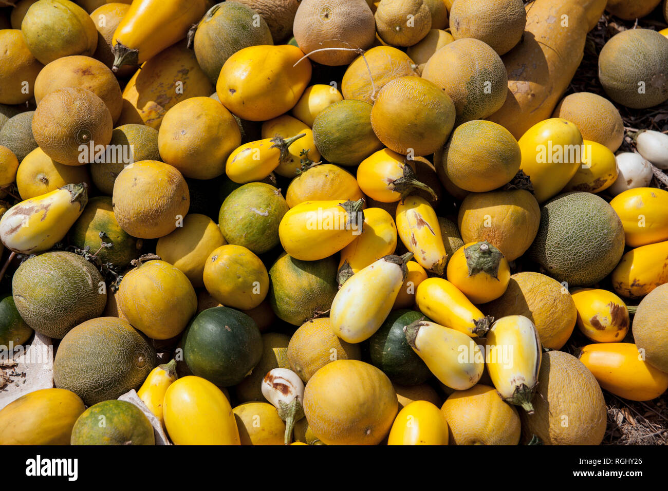 Melons lying on the ground. Spilled fruit of melon Stock Photo - Alamy