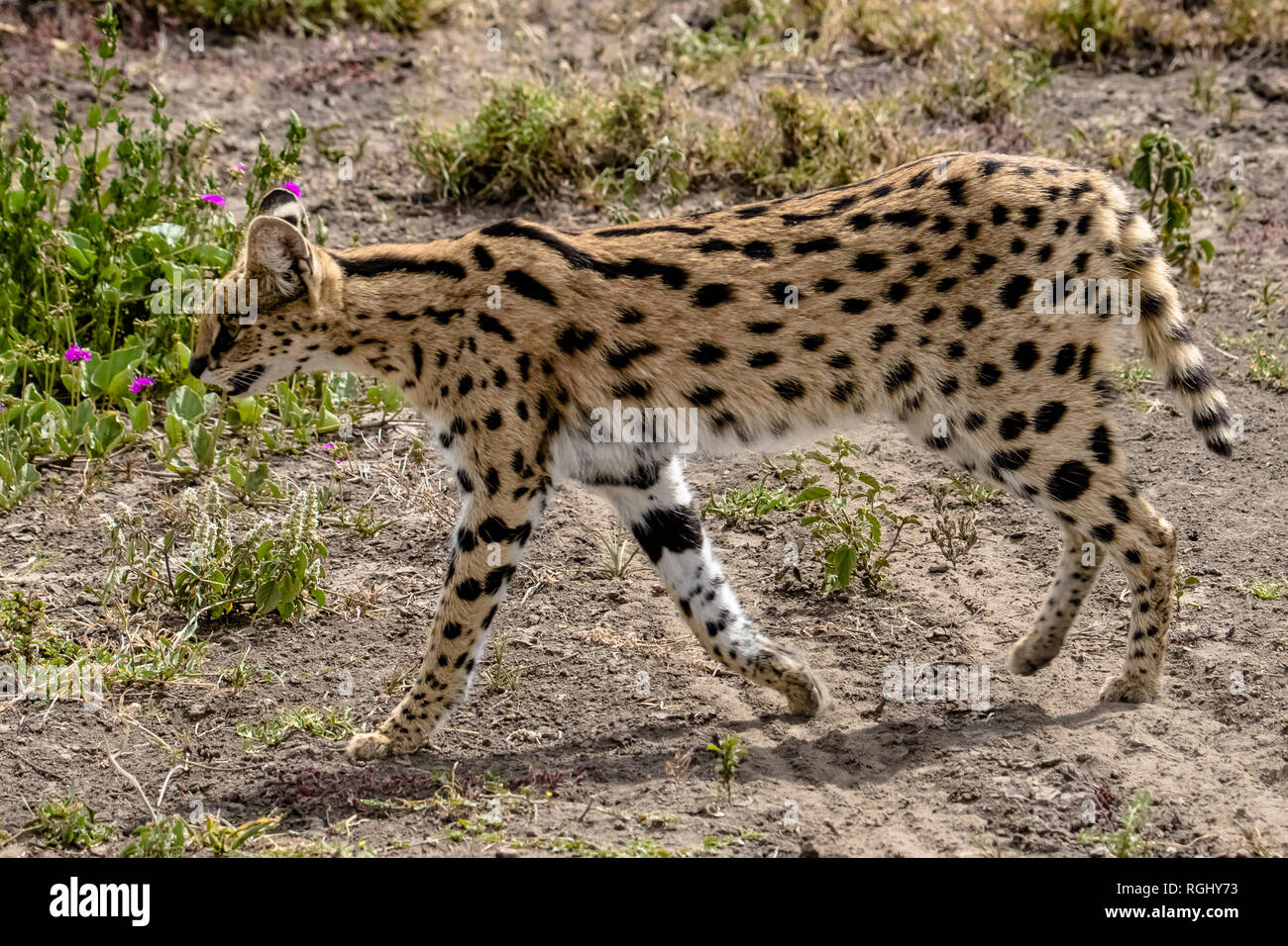 Serval hunting animal hi-res stock photography and images - Alamy