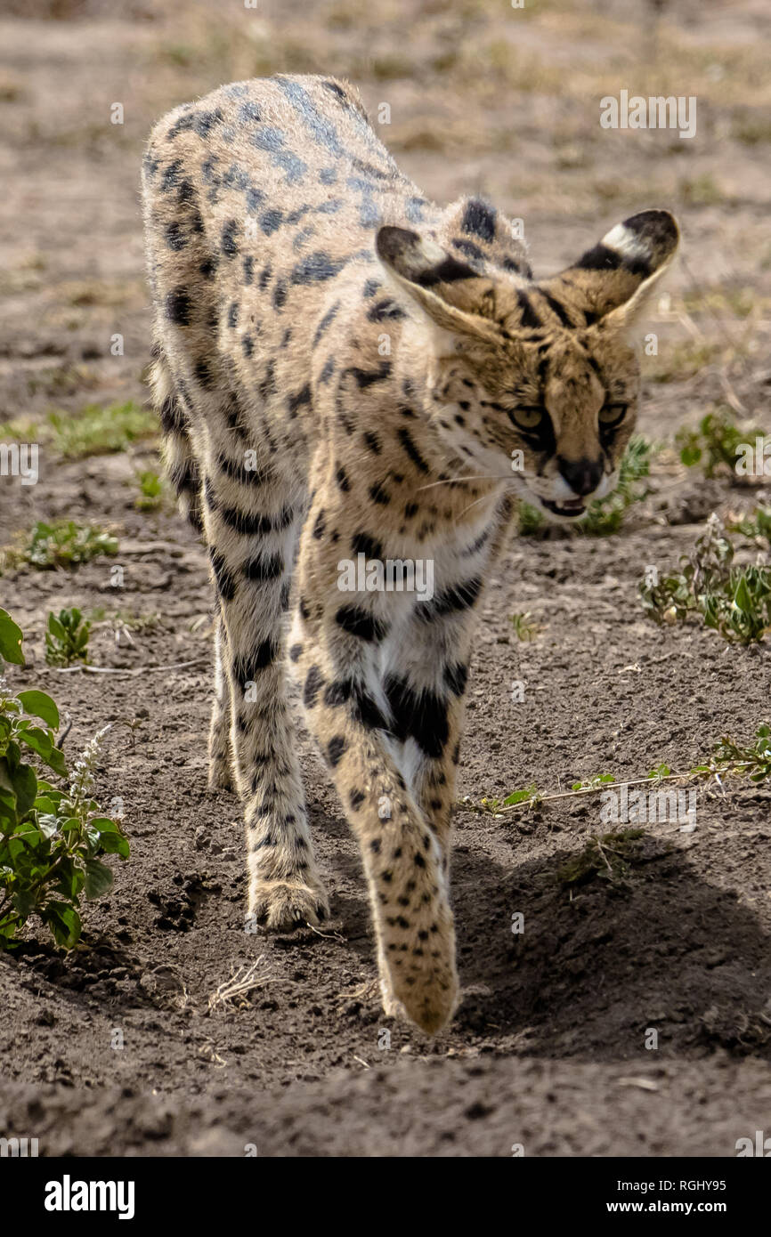 Serval hunting animal hi-res stock photography and images - Alamy