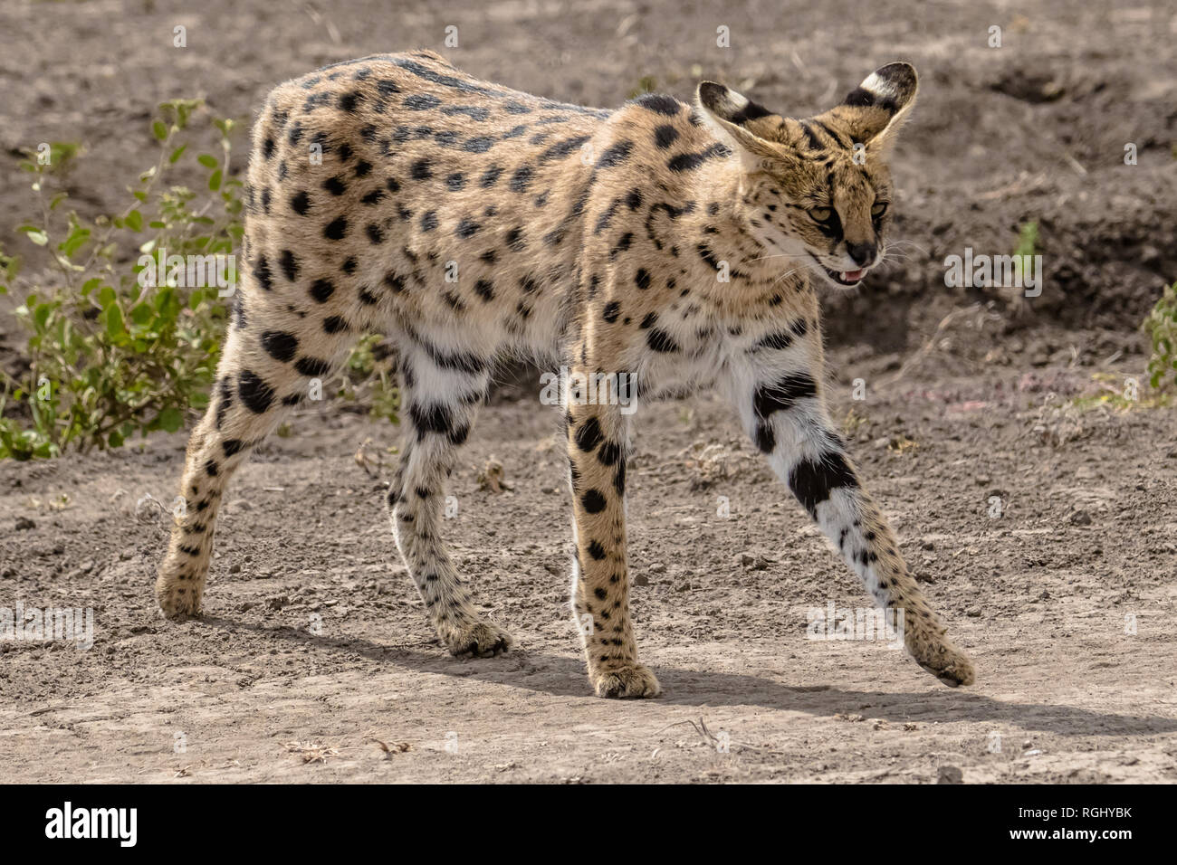 Serval hi-res stock photography and images - Alamy
