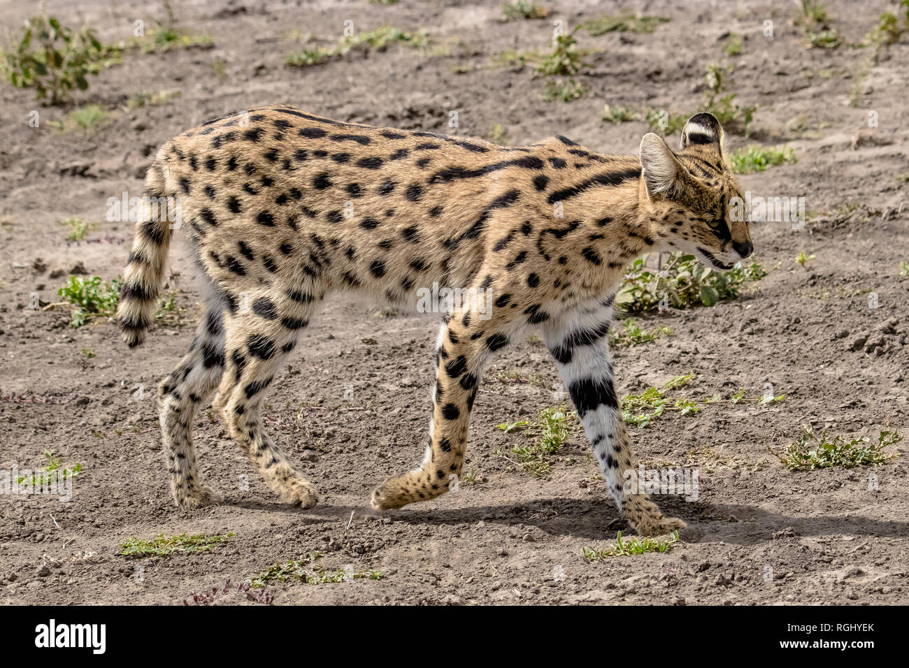 Serval hunting animal hi-res stock photography and images - Alamy