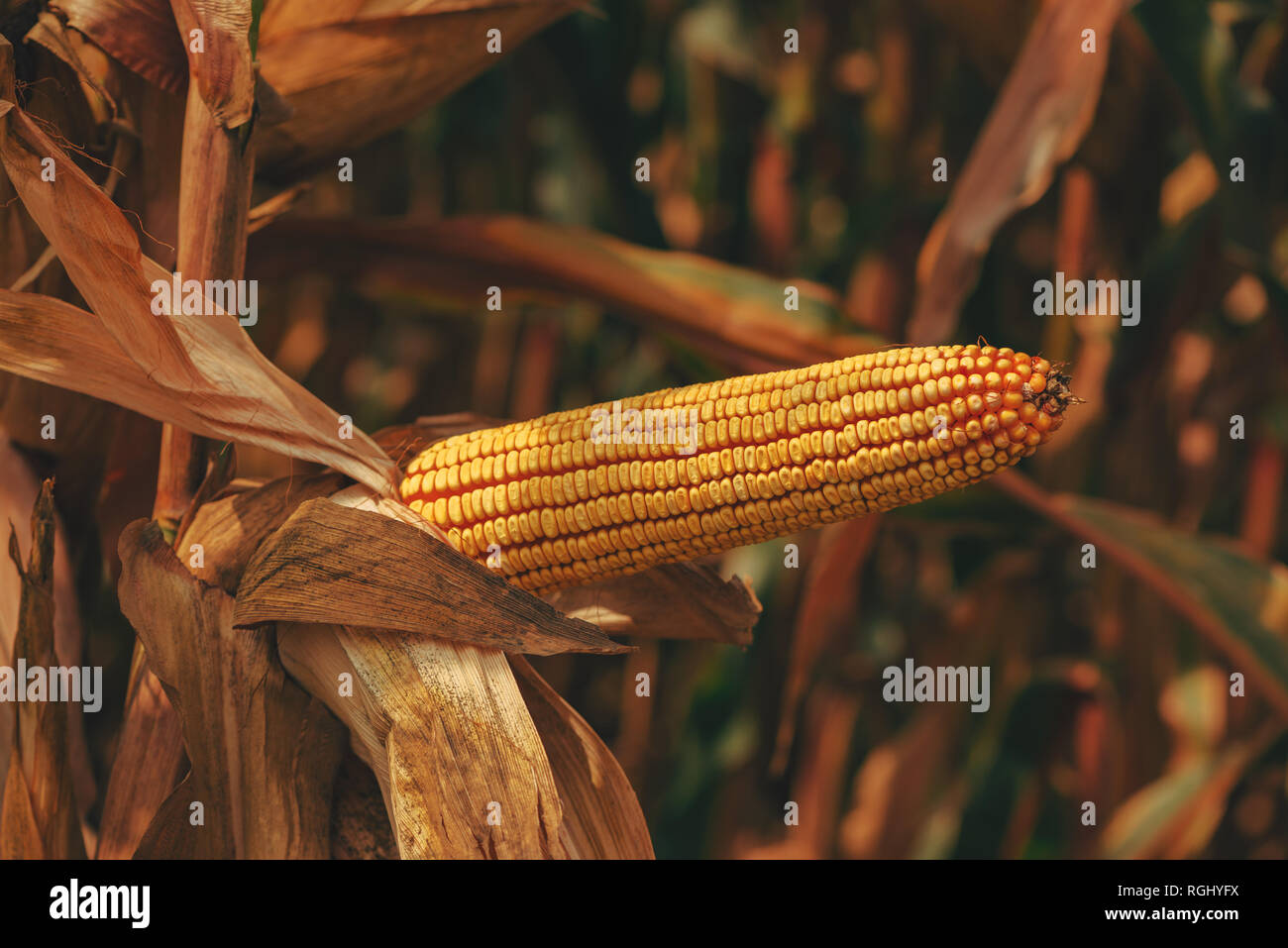 Yellow corn cob field hi-res stock photography and images - Alamy