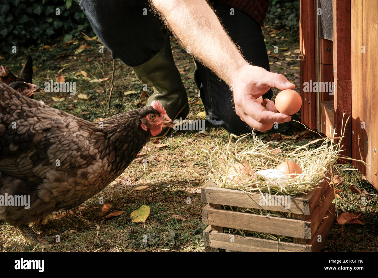 Free-range chicken, hand holding hen's egg Stock Photo - Alamy