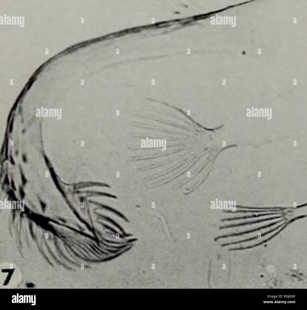 . Bulletin of the British Museum (Natural History) Entom Supp. . Please ...