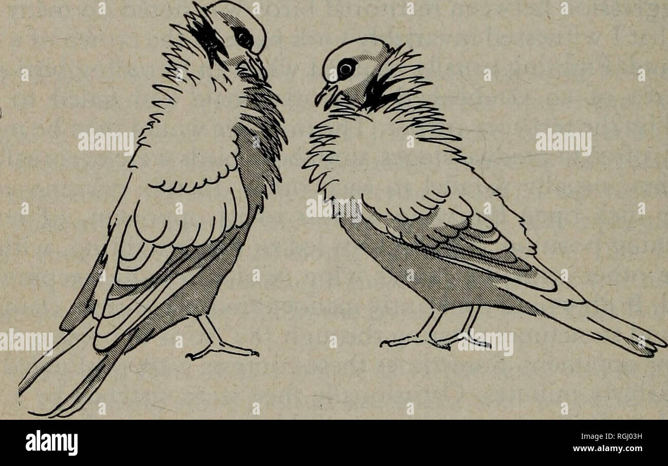 . Bulletin of the British Ornithologists' Club. . Top: The pre ...