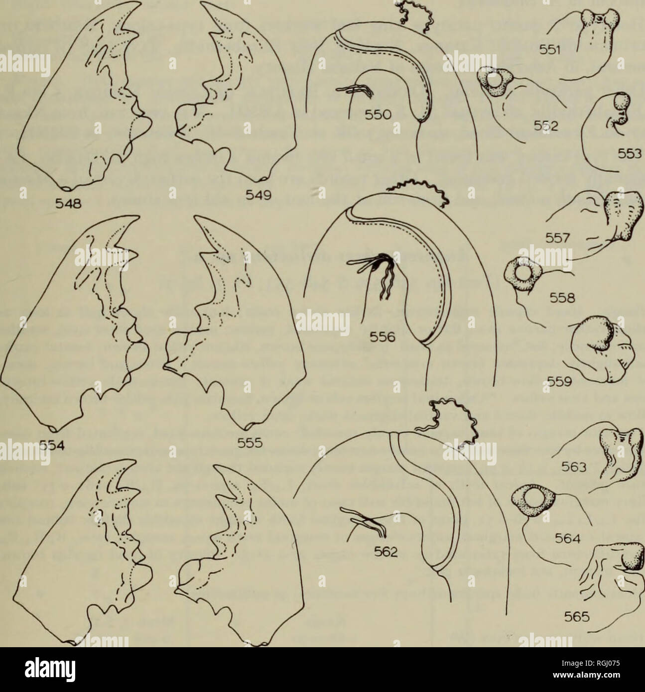 . Bulletin of the British Museum (Natural History) Entom Supp. THE ...