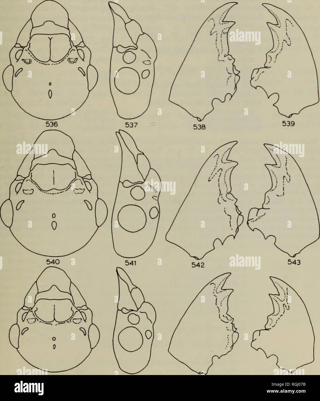 . Bulletin of the British Museum (Natural History) Entom Supp. THE ...