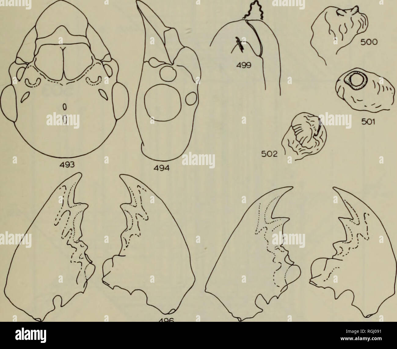 . Bulletin of the British Museum (Natural History) Entom Supp. THE ...