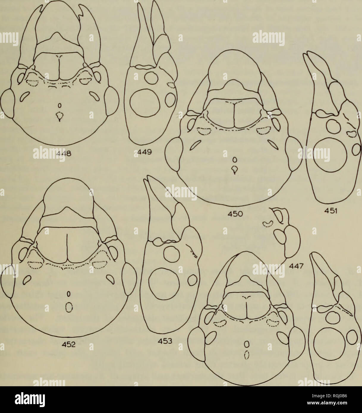 . Bulletin of the British Museum (Natural History) Entom Supp. THE ...