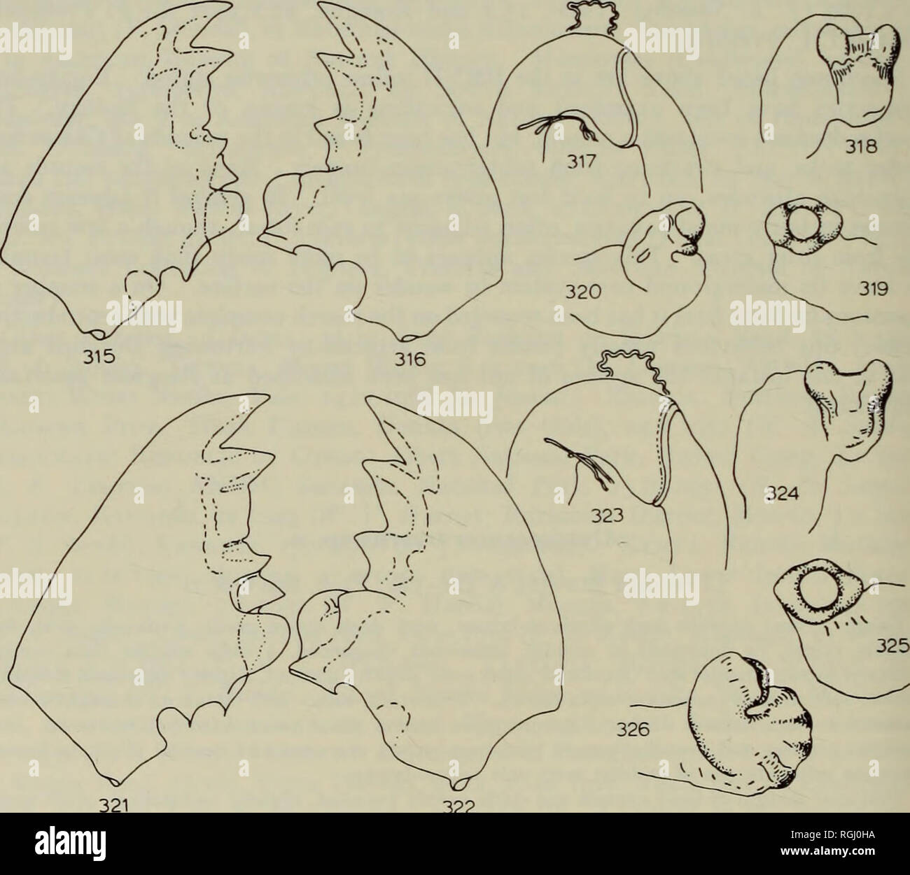 O ocellus hi-res stock photography and images - Alamy