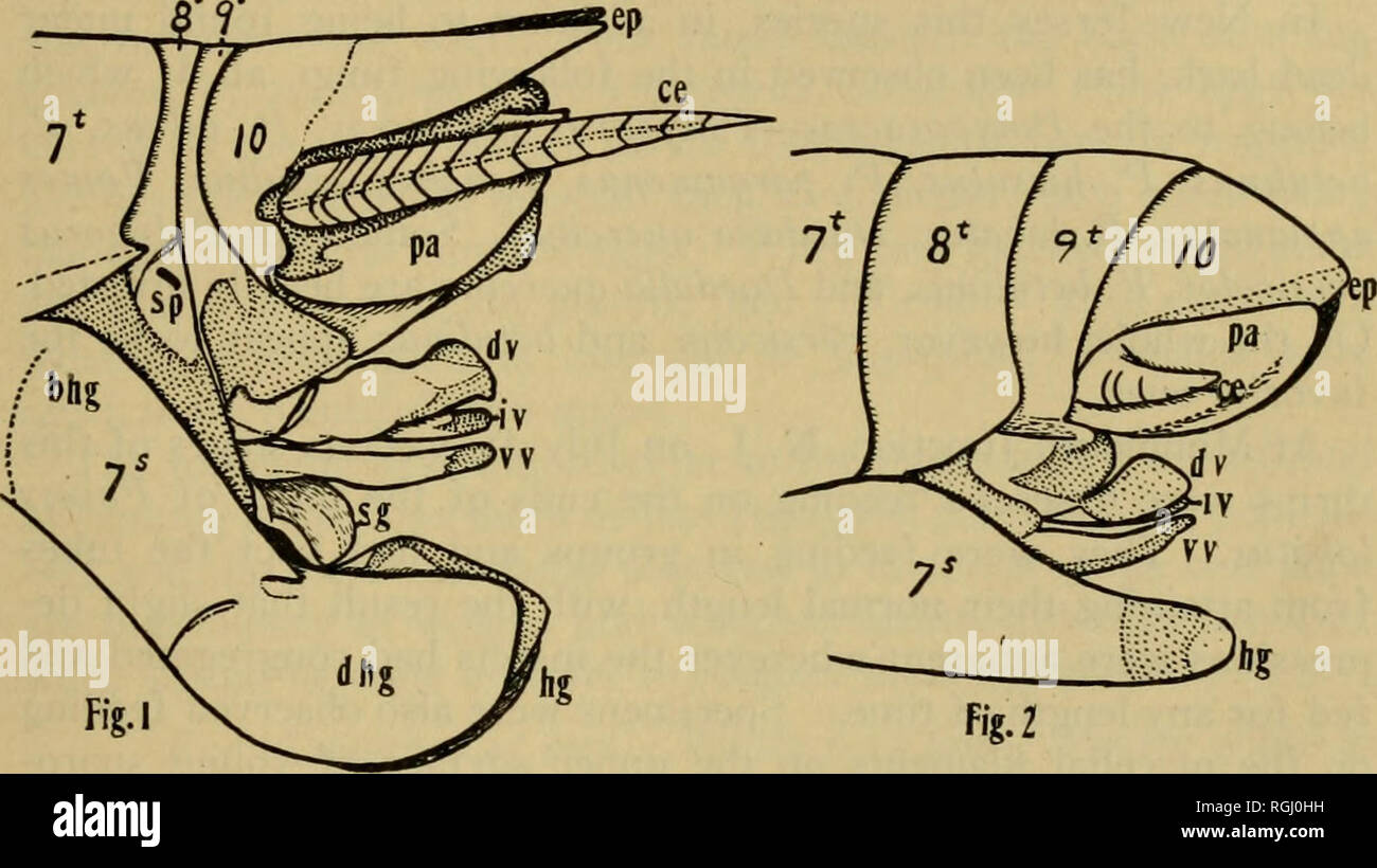 . Bulletin of the Brooklyn Entomological Society. Insects. June, 1923 ...