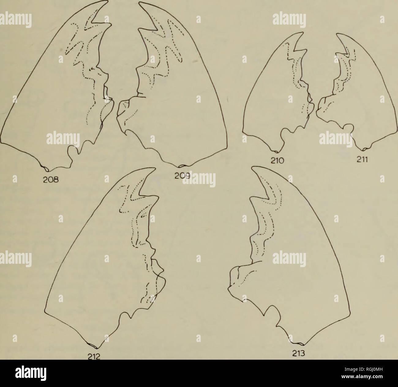 Castes termites hi-res stock photography and images - Alamy