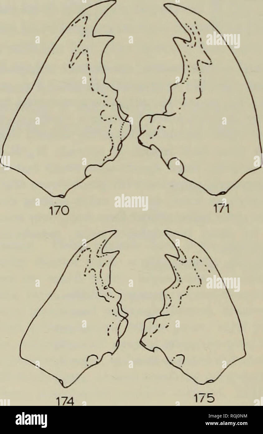 Smaller ocelli eyes hi-res stock photography and images - Alamy