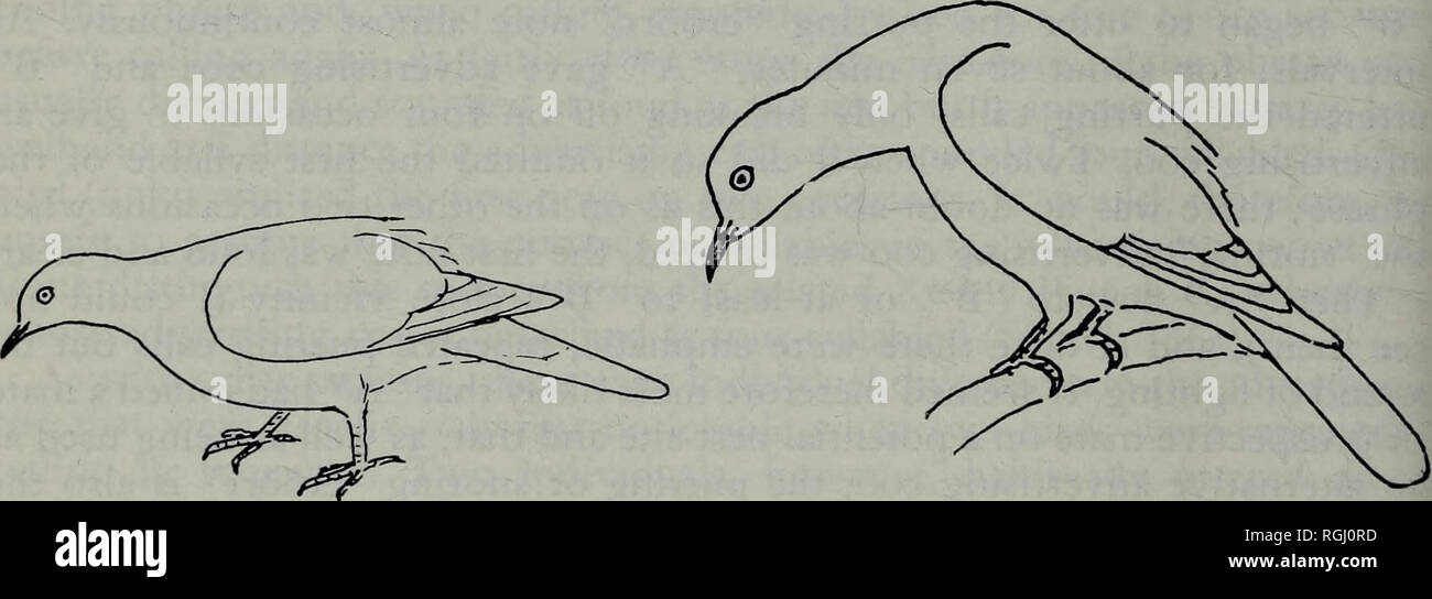Nodding Head Drawing