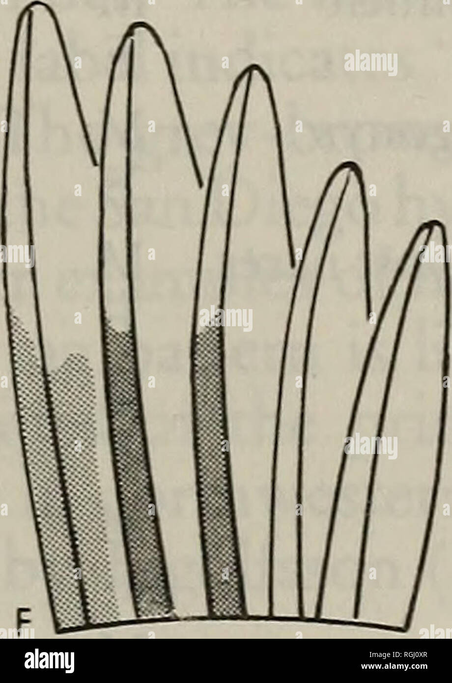 . Bulletin of the British Ornithologists' Club. Birds. Figure 1. Wing ...
