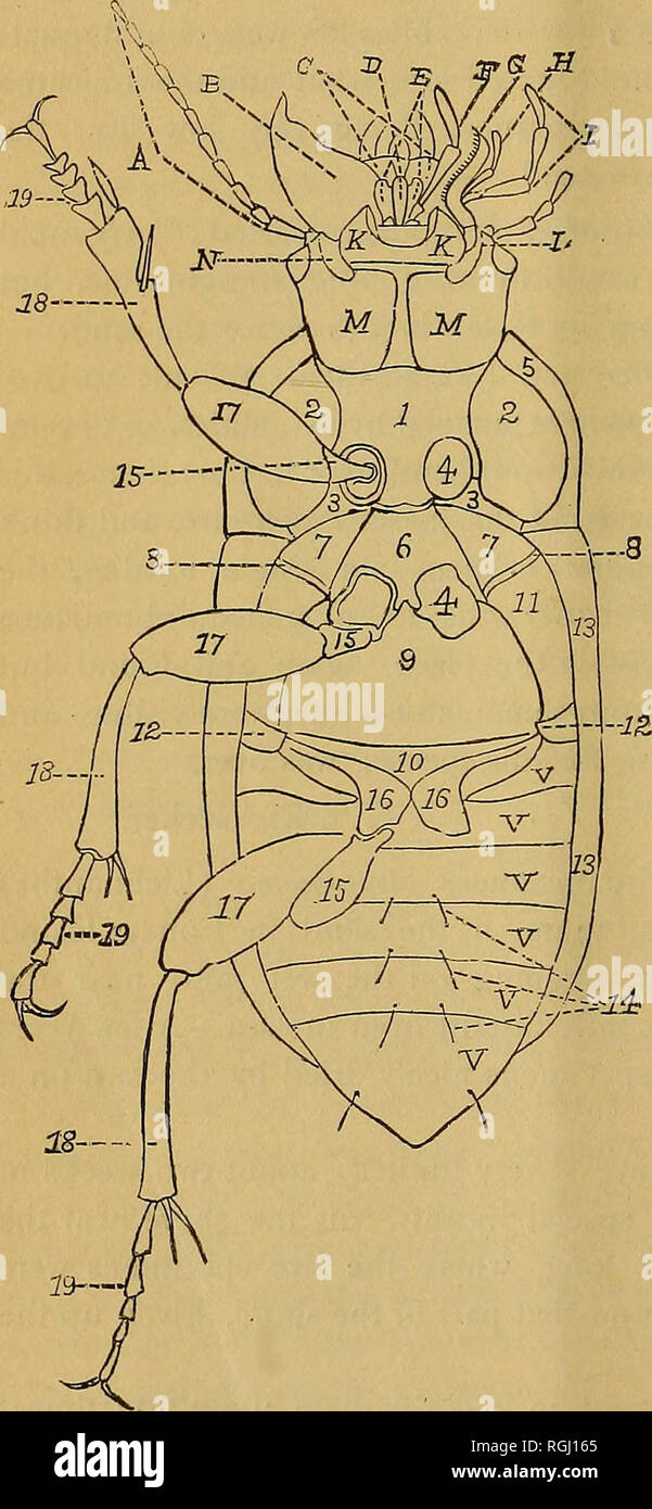 Gular horn hi-res stock photography and images - Alamy
