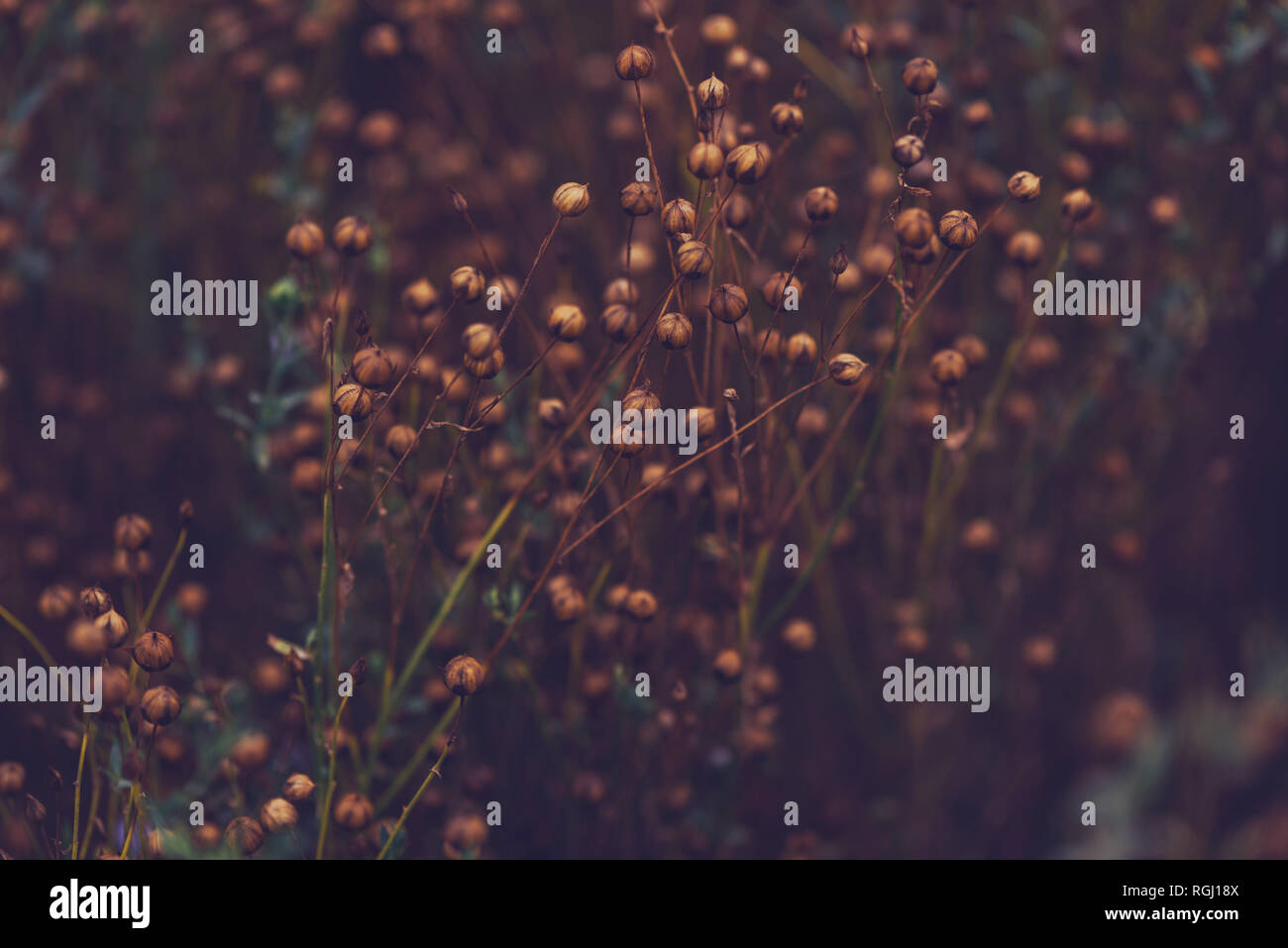 Flax plant harvest hi-res stock photography and images - Alamy