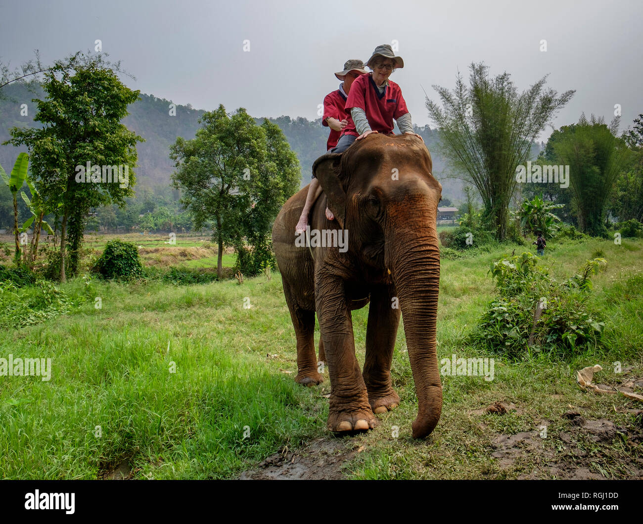 Thailand, Chiang Mai province, Ran Tong Elephant Sanctuary, Elephant ...