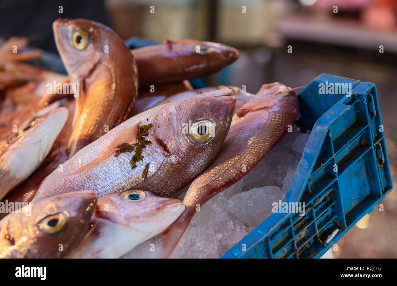 Fresh red mullet fish in crate filled with ice on food market Stock ...