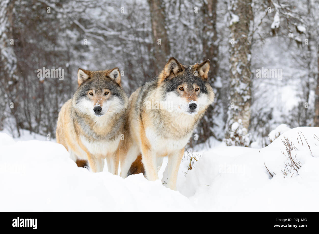 Wolves snow hi-res stock photography and images - Alamy