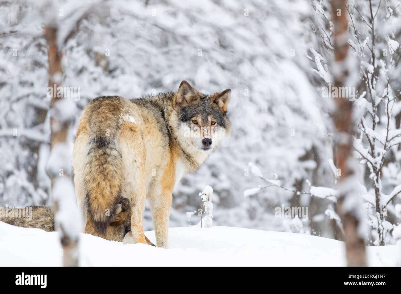 Wolf forest two hi-res stock photography and images - Alamy
