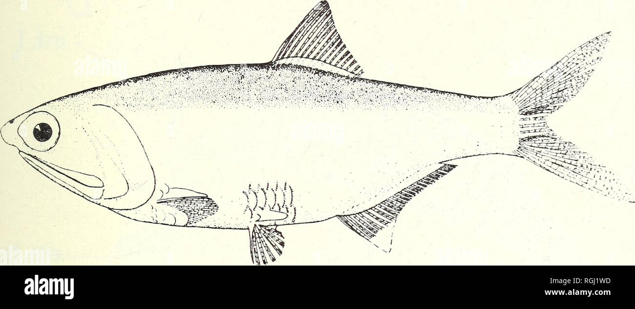 . Bulletin of the British Museum (Natural History). Zoology ...