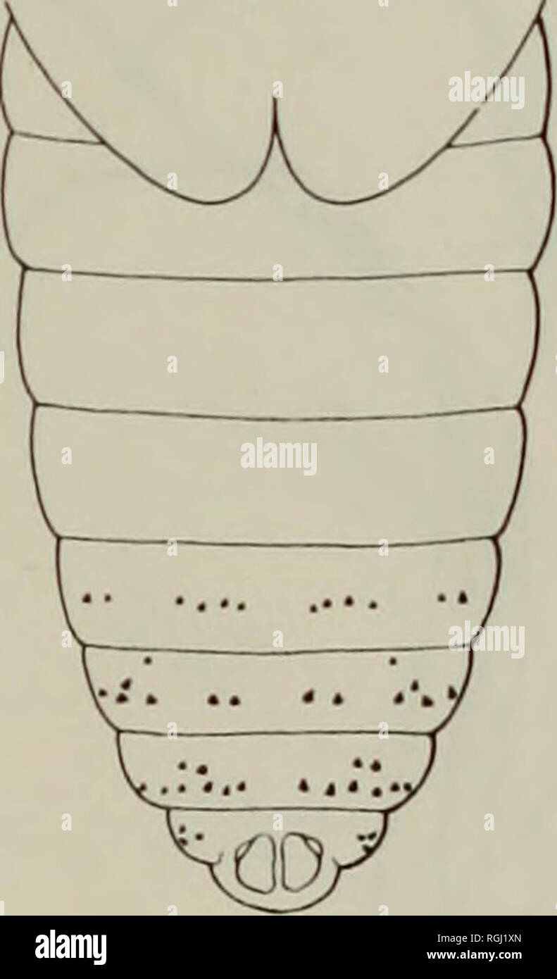 . Bulletin of the British Museum (Natural History) Entom Supp. . Figs ...